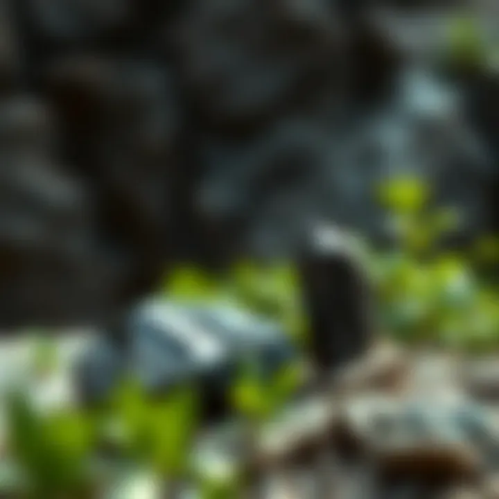 Exploring Raw Obsidian Crystal: Nature's Intriguing Gift